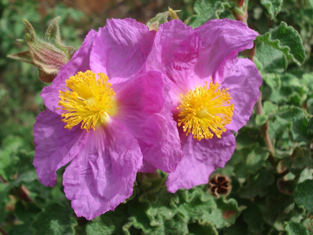 Cistus incanus | DEDASHI-HIERBAS