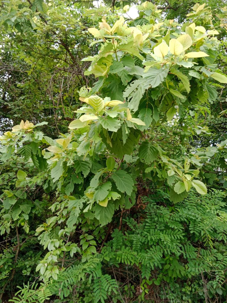 Mitragyna hirsuta | DEDASHI-HIERBAS