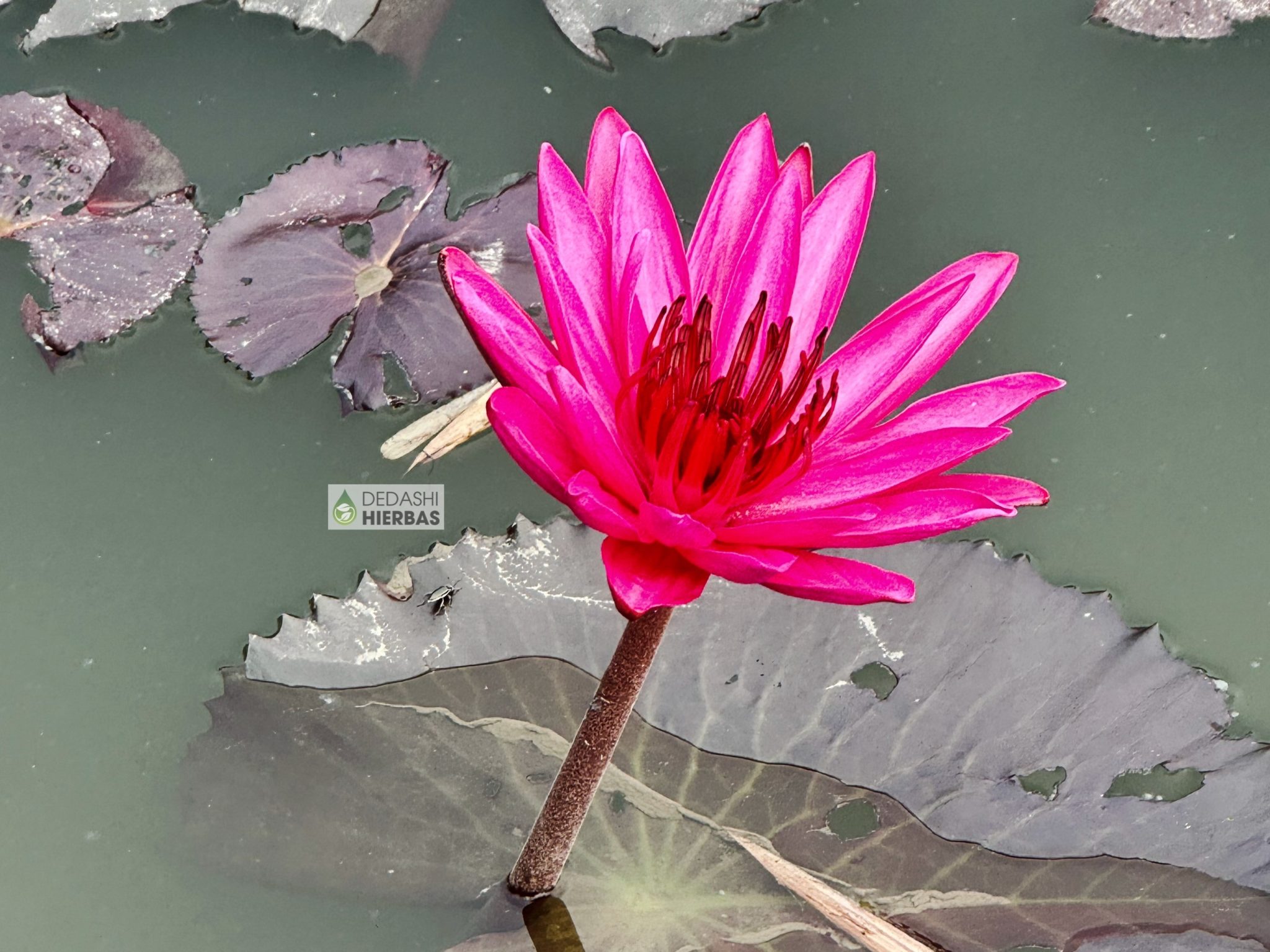 Red-Lotus | DEDASHI-HIERBAS
